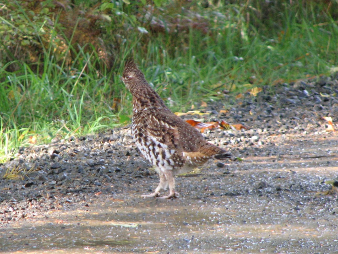 Grouse Hunting Tips | ON TARGET in CANADA