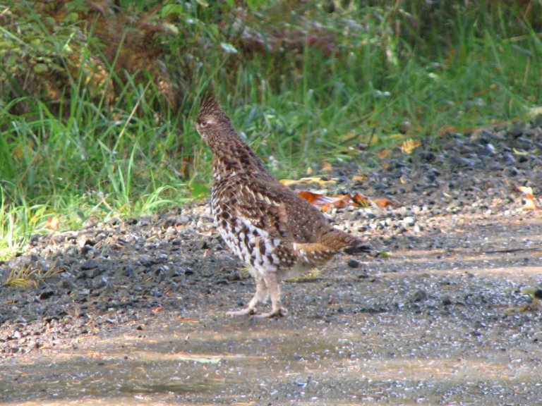 Grouse Hunting Tips | ON TARGET in CANADA