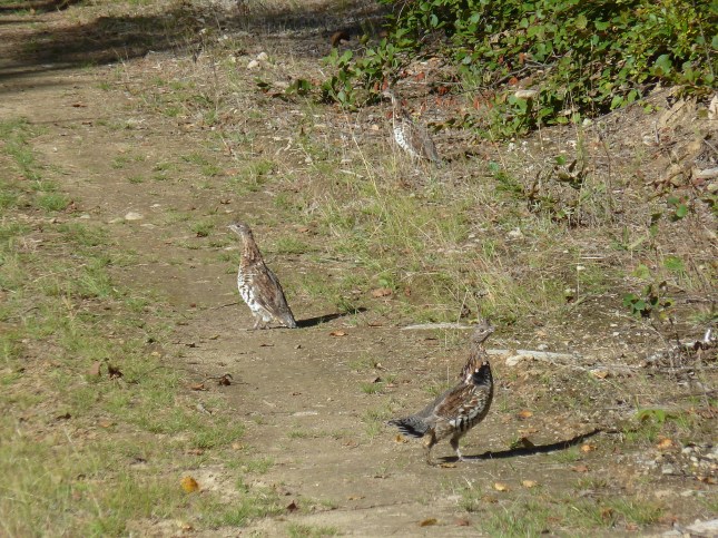 Tips For More Grouse | ON TARGET in CANADA