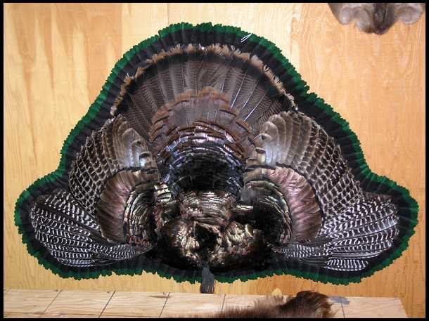 Great Grouse Mount Ideas for all Budgets | ON TARGET in CANADA
