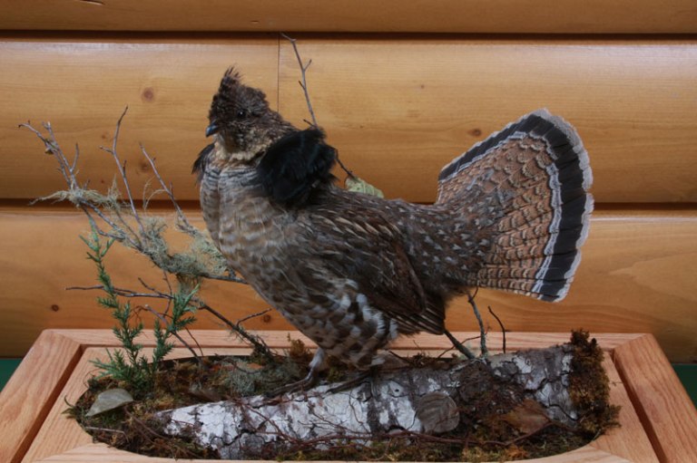 Great Grouse Mount Ideas for all Budgets | ON TARGET in CANADA