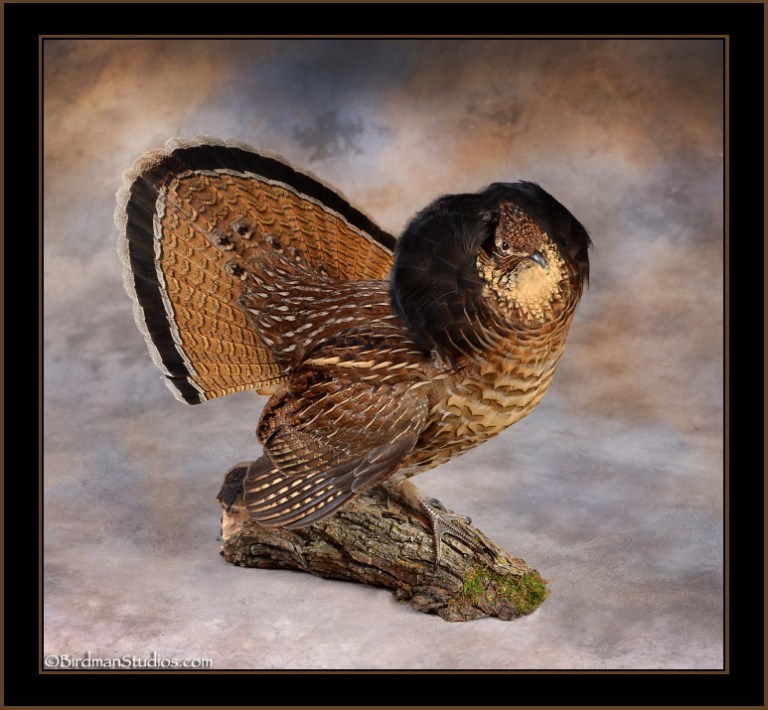 Great Grouse Mount Ideas for all Budgets | ON TARGET in CANADA