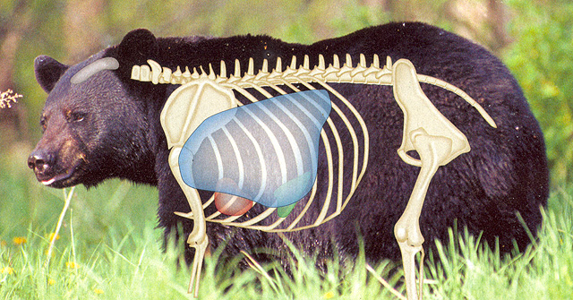 The Best Shot Placement for Black Bear | ON TARGET in CANADA