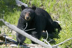 Field Dressing a Black Bear | ON TARGET in CANADA