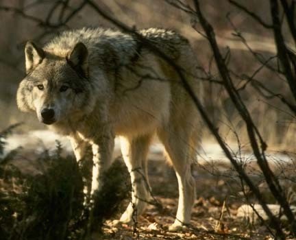 The Mentality of The Wolf Pack | ON TARGET in CANADA